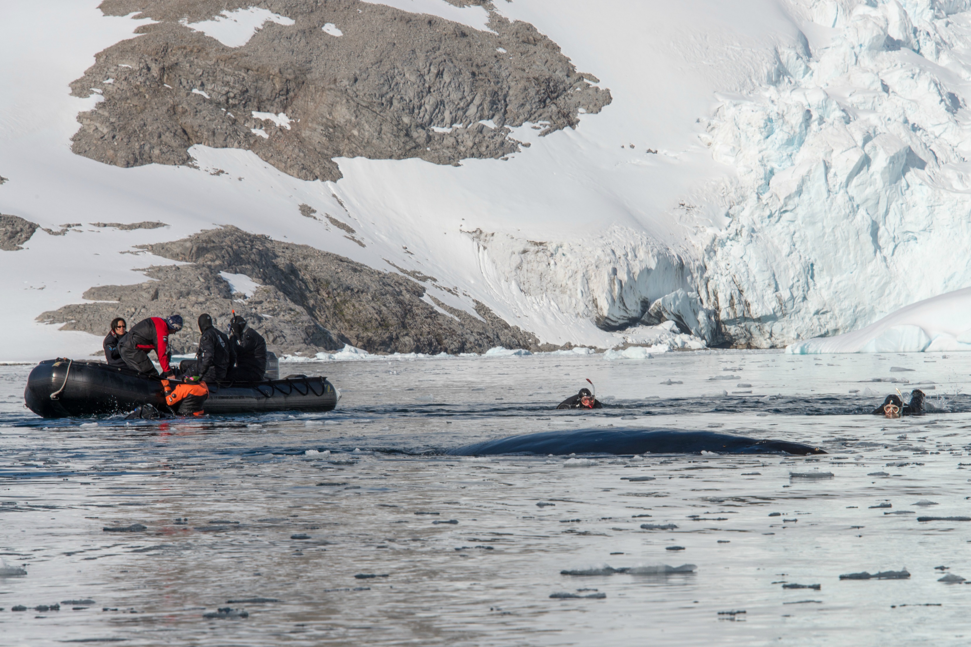 Scuba Diving in Antarctica | Swoop Antarctica