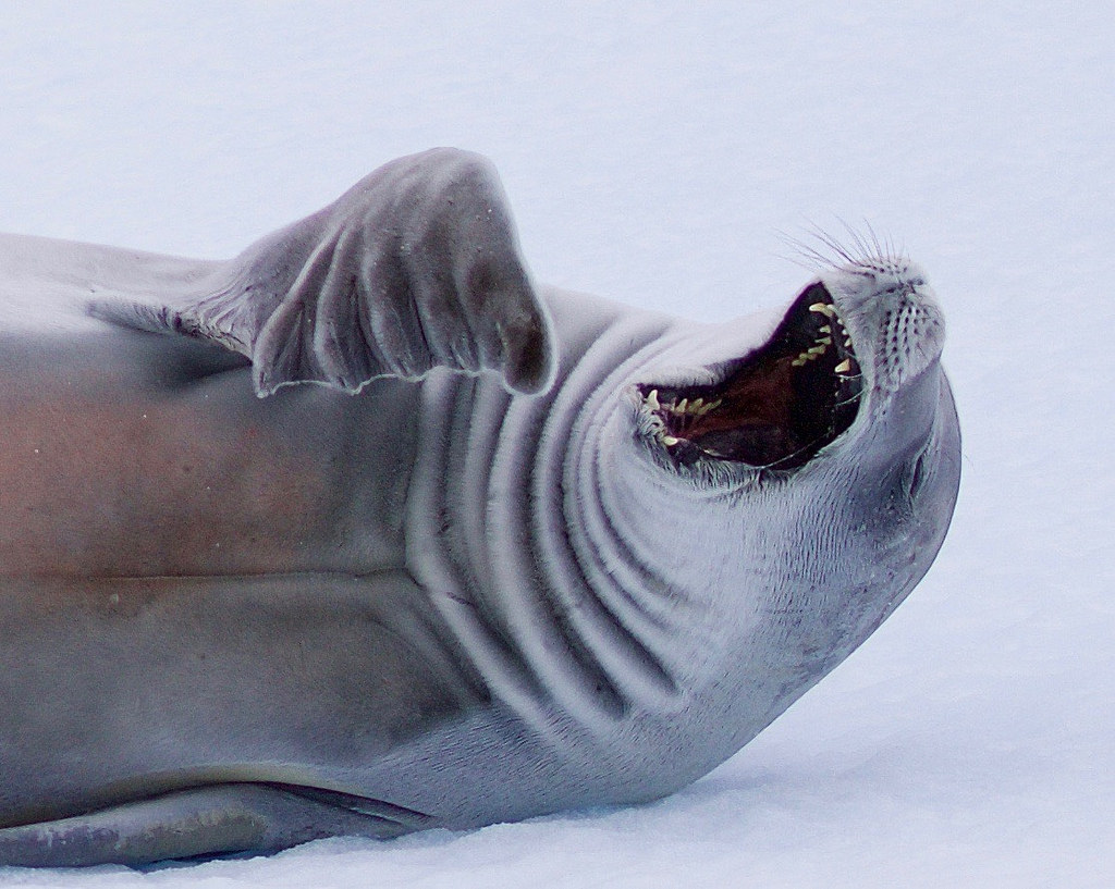 Antarctic Animals & Wildlife | Swoop Antarctica