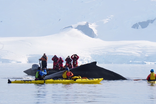 Kayaking in Antarctica | Swoop Antarctica