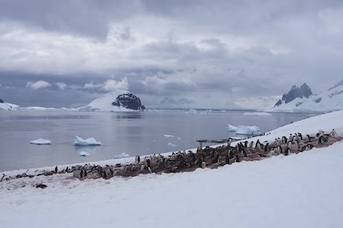 Danco Island | Landmark Information | Swoop Antarctica