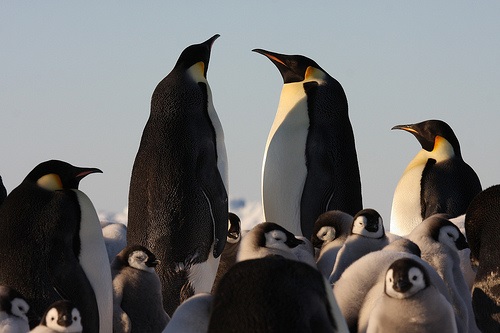 Camp with Emperor Penguins | Swoop Antarctica