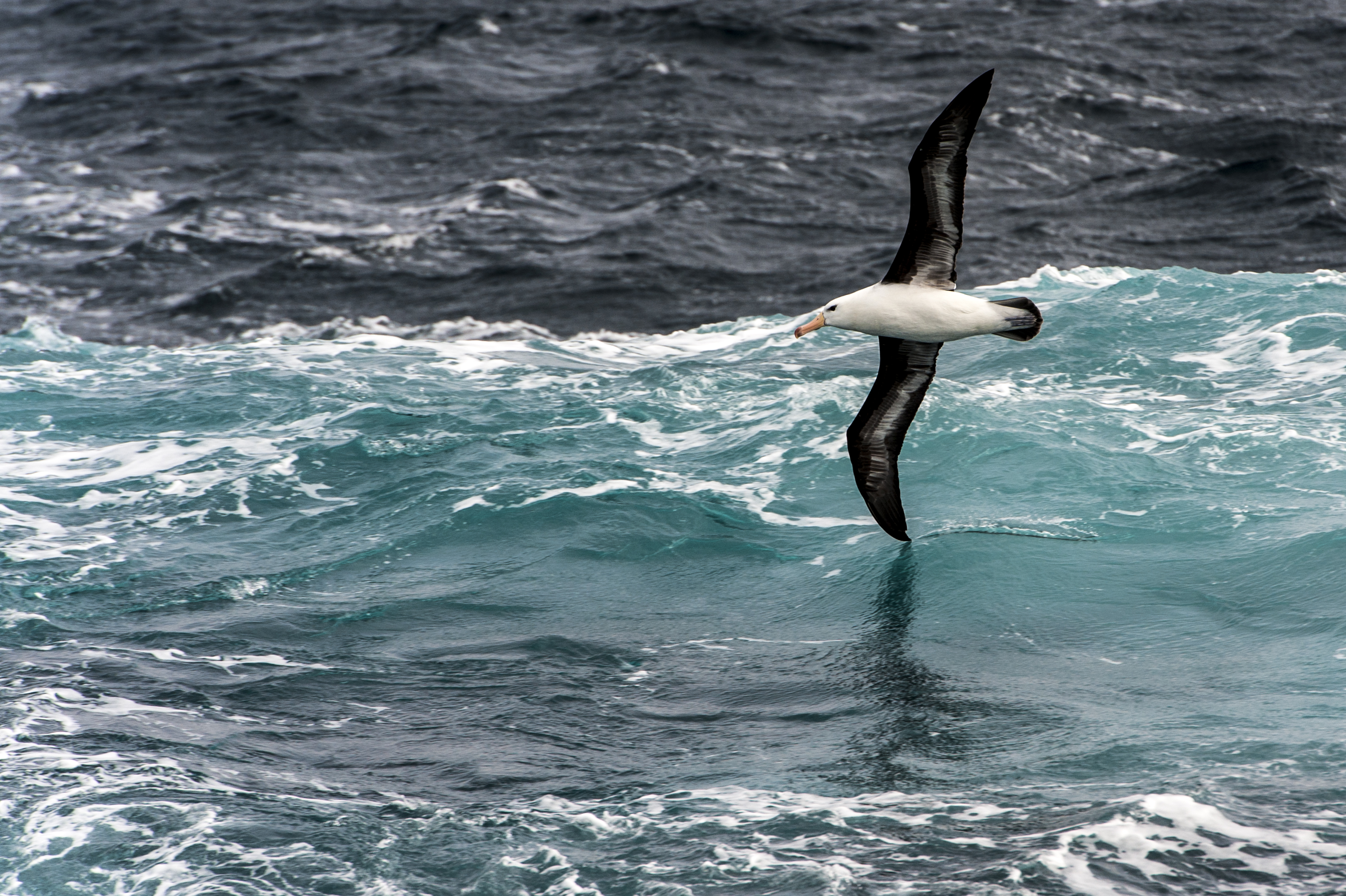 Tennessee | Swoop Antarctica | Find out What We Do & Meet the Team