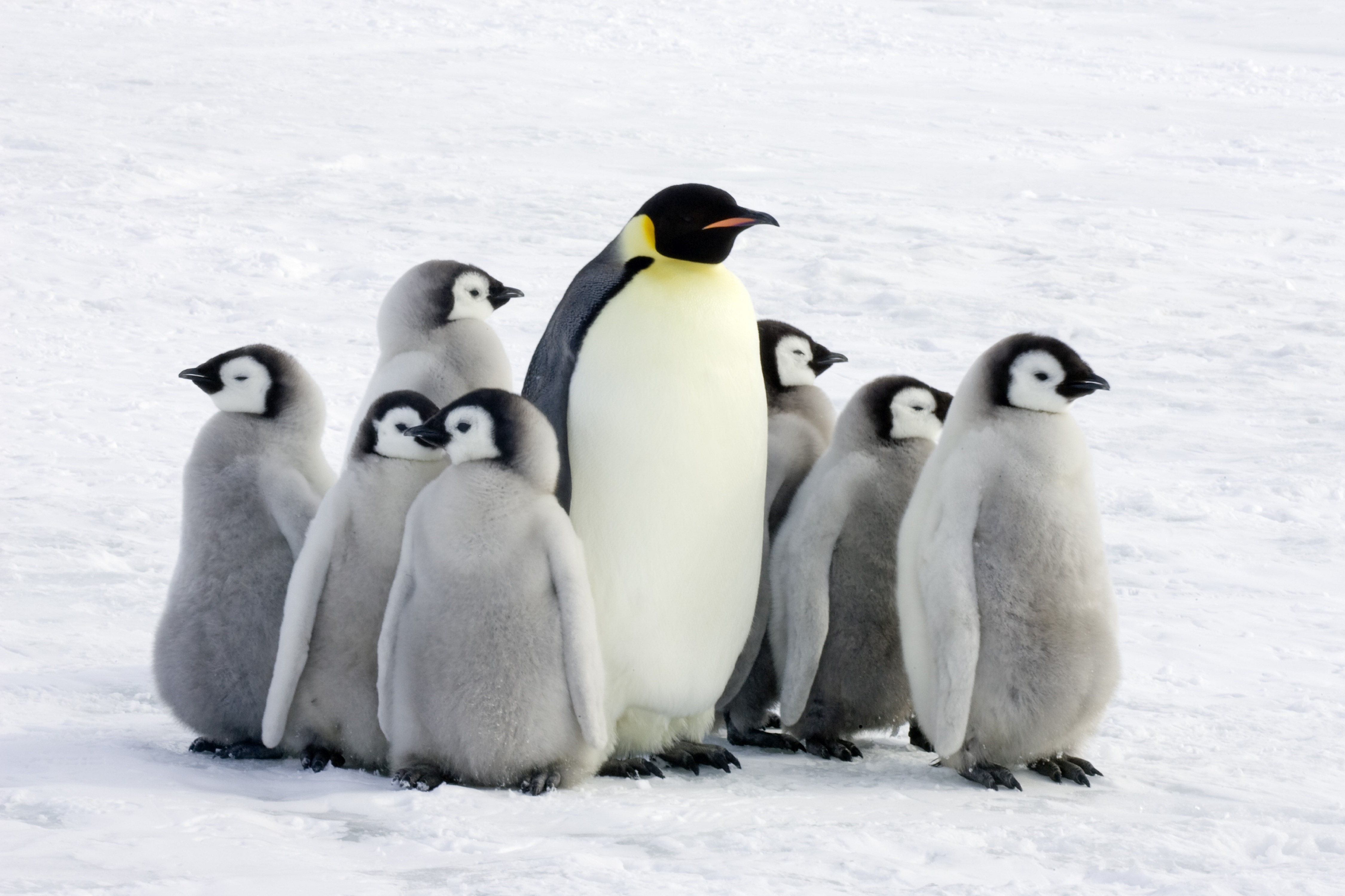 Antarctic Animals & Wildlife | Swoop Antarctica