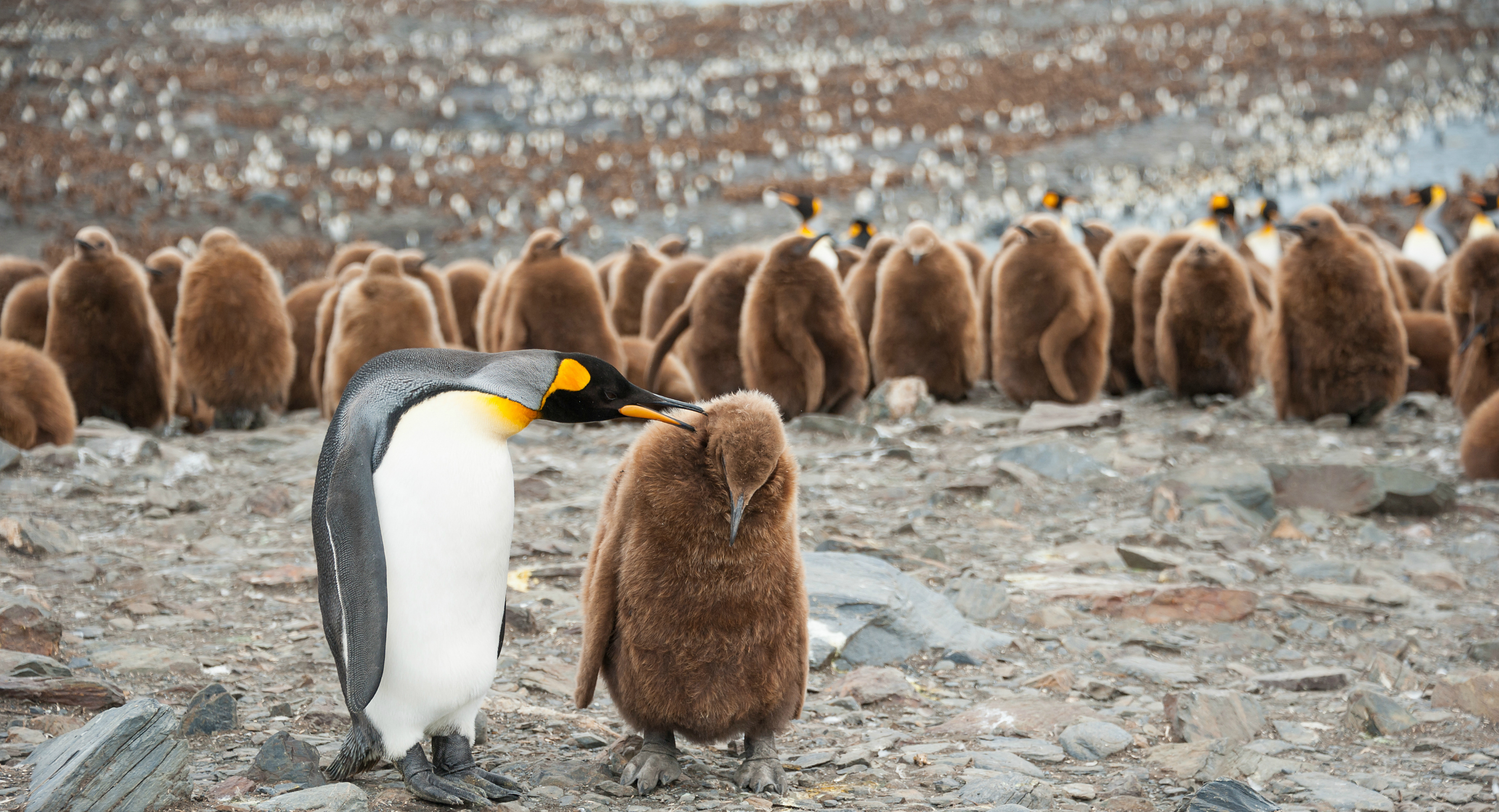 Antarctica in January | Swoop Antarctica